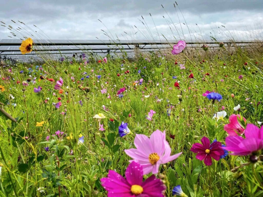 How we’re turning our hybrid solar farms into nature hotels | GRIDSERVE